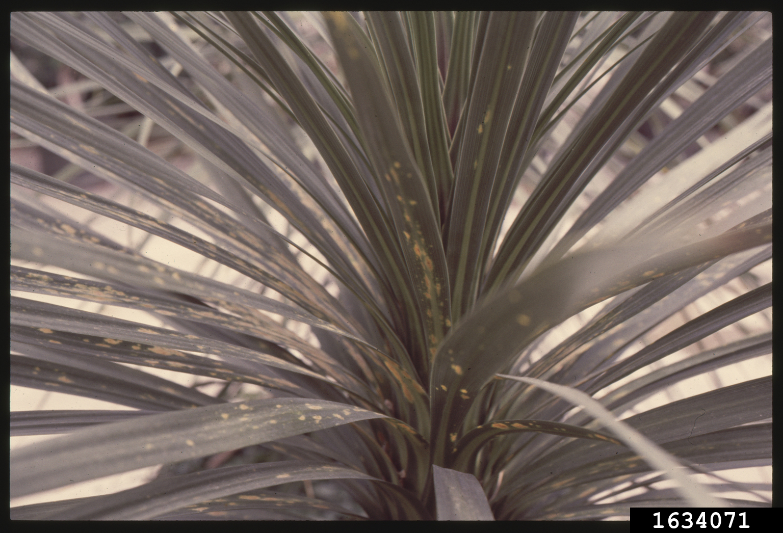 Phoma draconis (Berk, ex Cooke) Boerema (Synonym for Epicoccum draconis ...