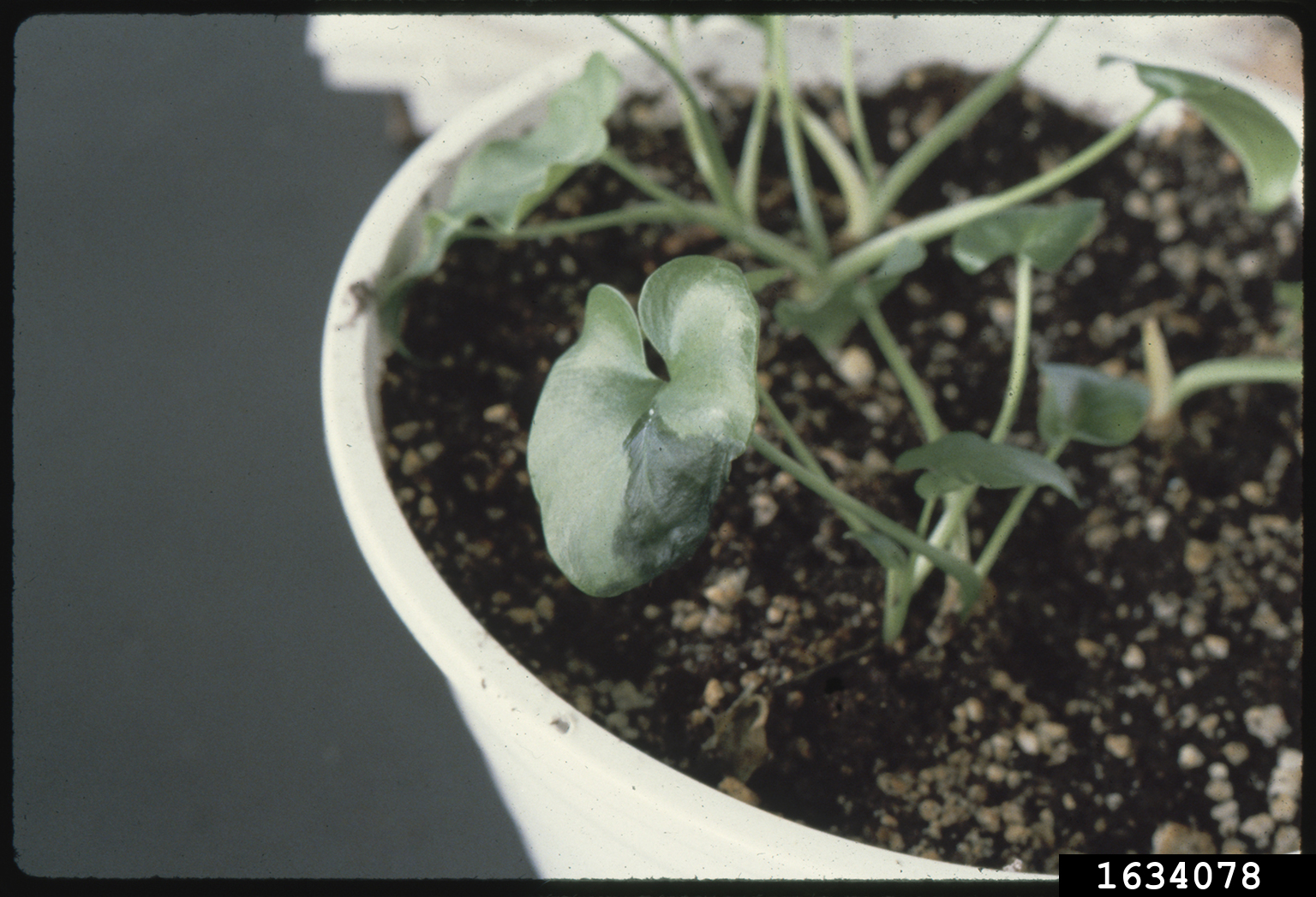 bacterial soft rot (Pectobacterium carotovorum ssp. carotovorum (Jones ...