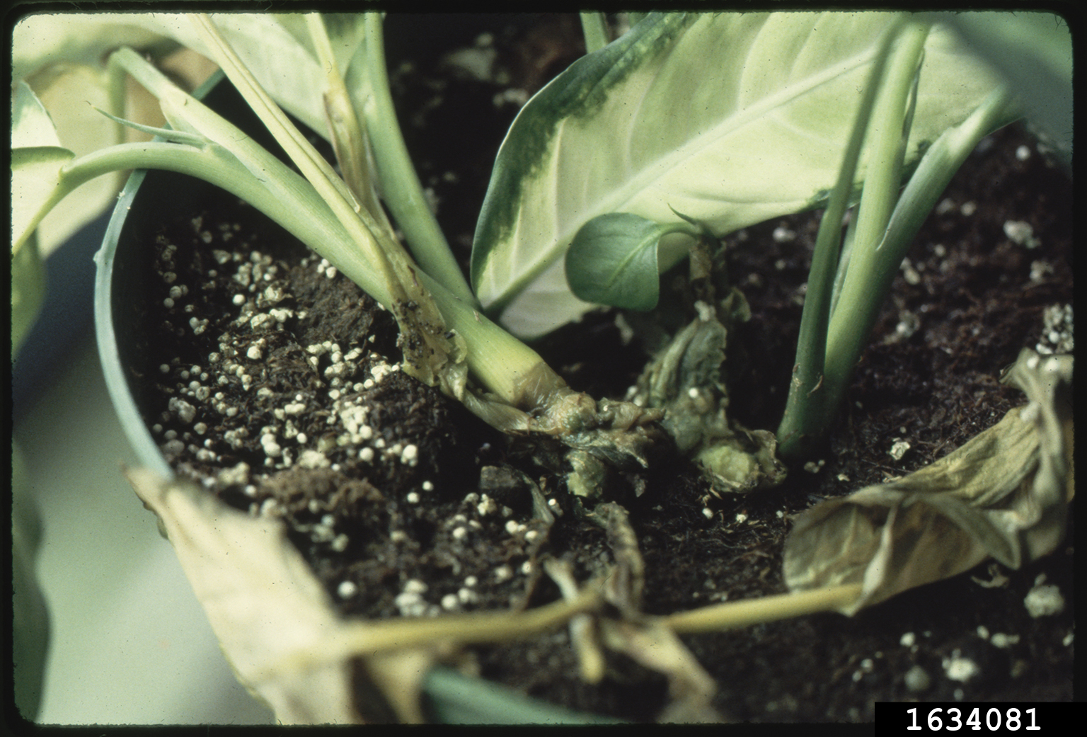 bacterial soft rot (Pectobacterium carotovorum ssp. carotovorum (Jones ...