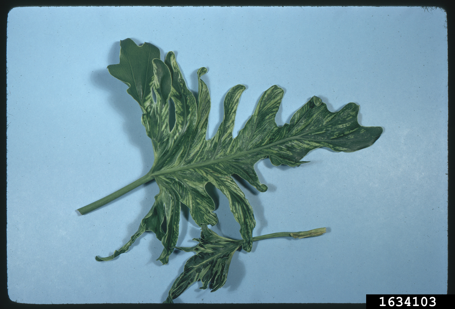 Dasheen Mosaic Virus (DsMV) (Potyvirus Dasheen Mosaic Virus)