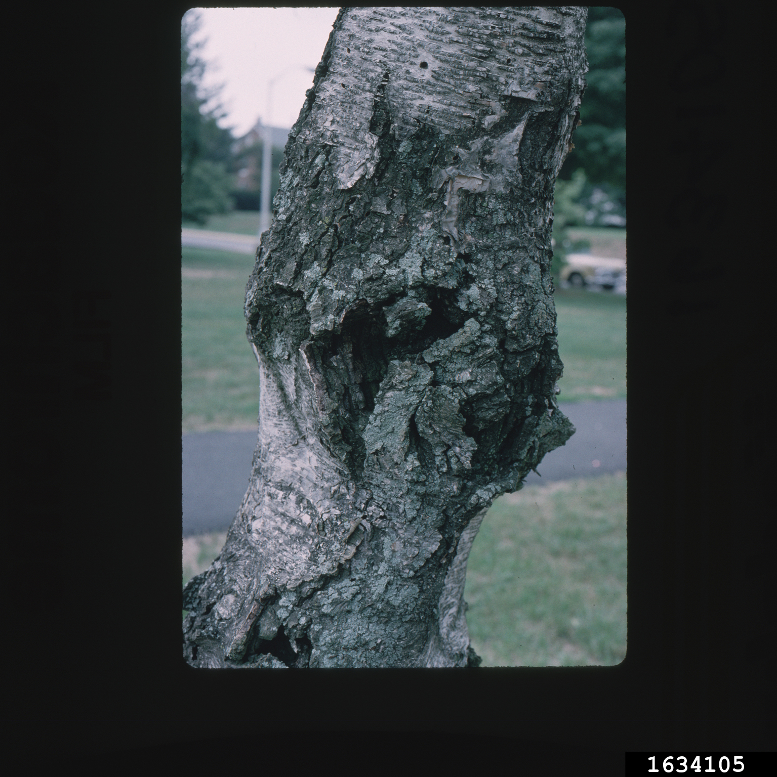 Nectria canker (Nectria galligena)