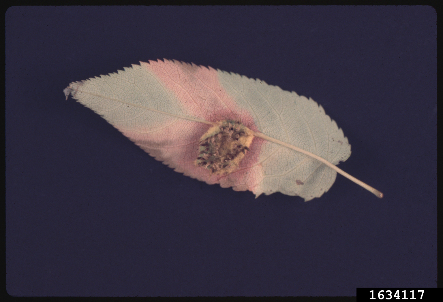 amelanchier rust (Gymnosporangium harknessianum)