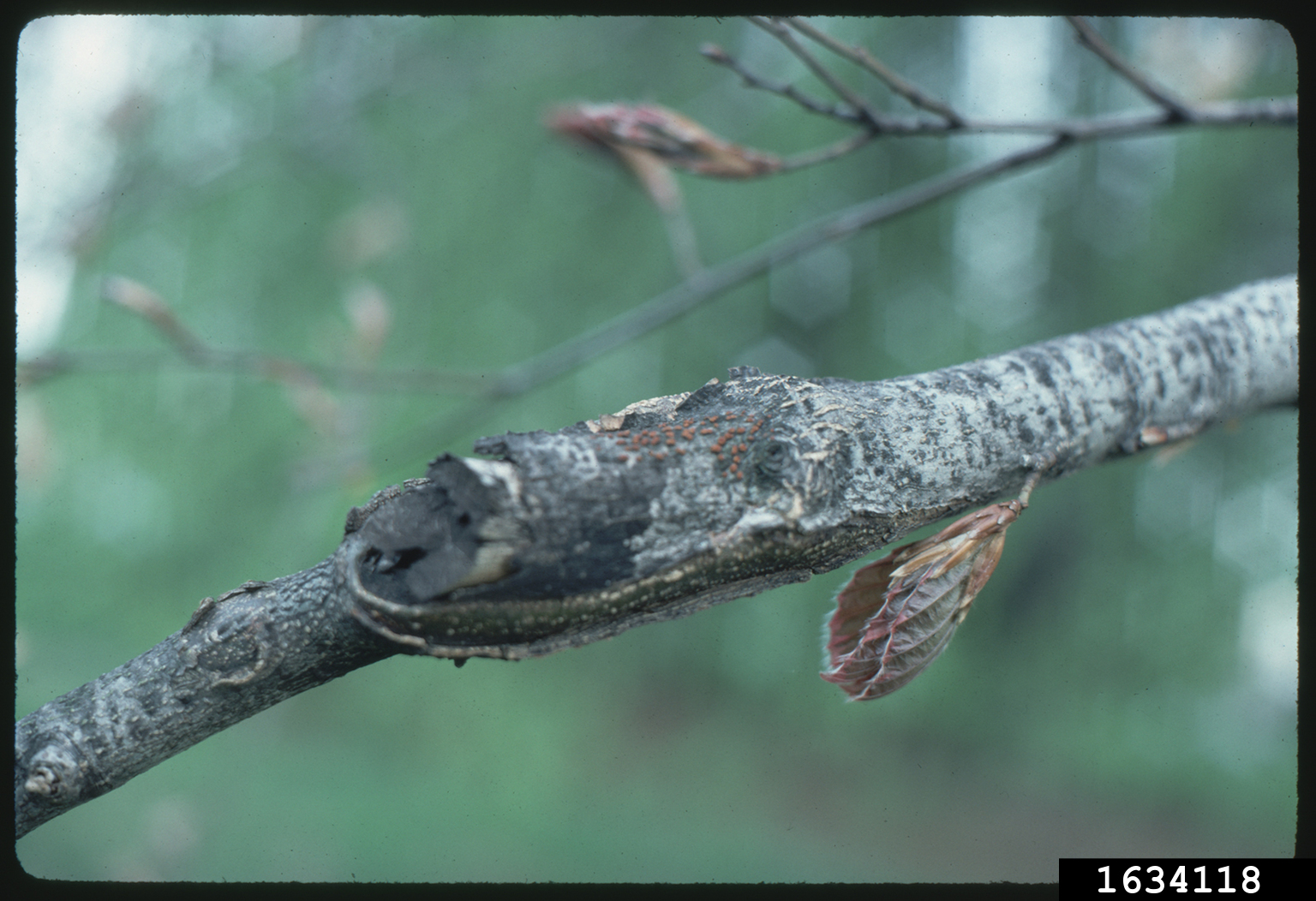 beech bark disease (Neonectria faginata (M.L. Lohman, A.M.J. Watson ...