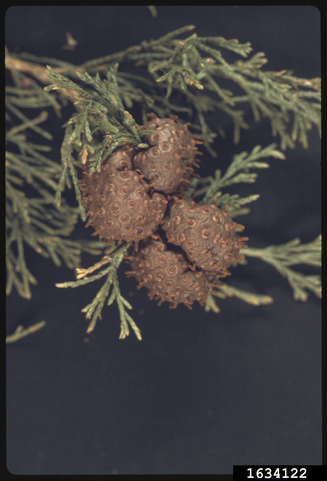 cedar-apple rust (Gymnosporangium juniperi-virginianae ) on juniper ...