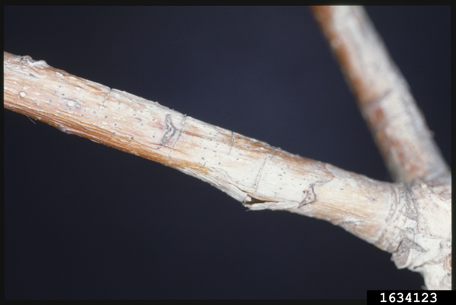 Botryosphaeria rots and cankers (Genus Botryosphaeria Ces. & De Not.)