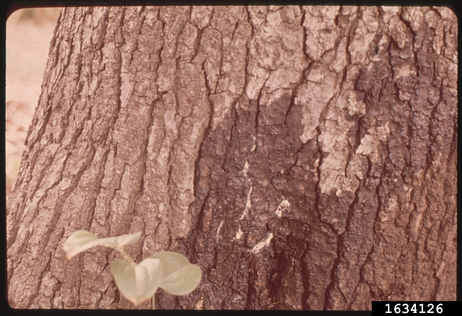 Botryosphaeria canker (Botryosphaeria ribis ) on sweetgum (Liquidambar ...