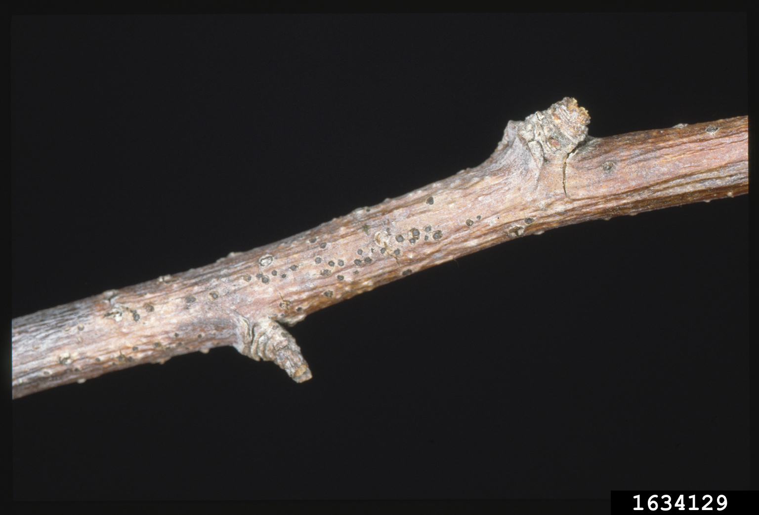 Botryosphaeria canker, white rot (Botryosphaeria dothidea (Moug.:Fr ...