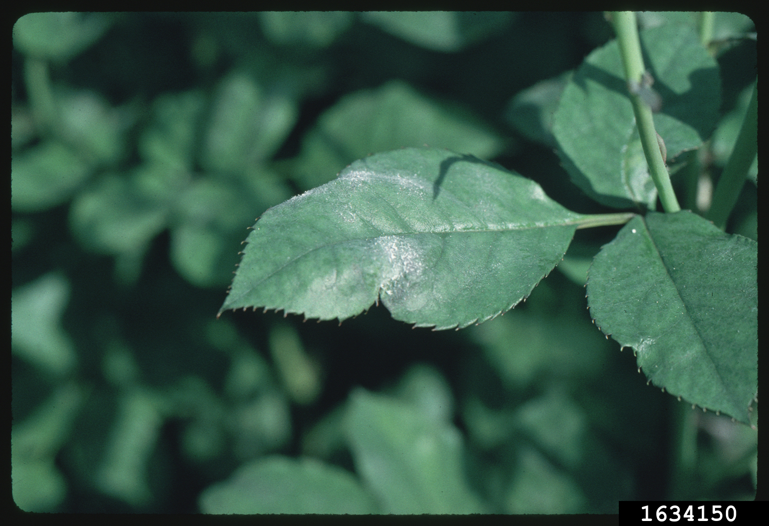 powdery mildew (Podosphaera pannosa (Wallr.) de Bary)