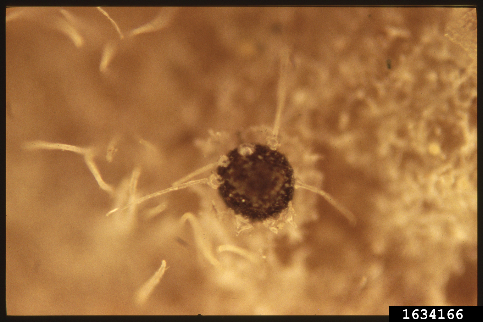 powdery mildew, Erysiphe cichoracearum (Erysiphales: Erysiphaceae ...