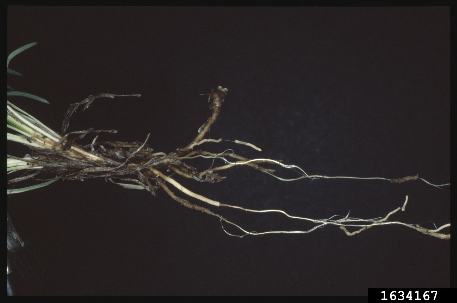 Globisporangium splendens