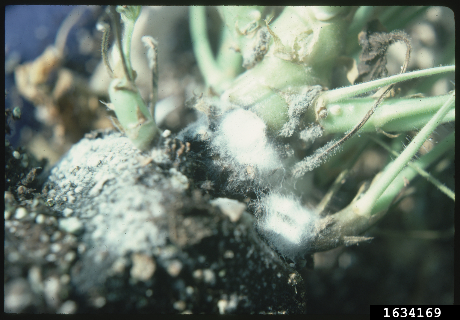 Pythium root and stem rot (Pythium ultimum)