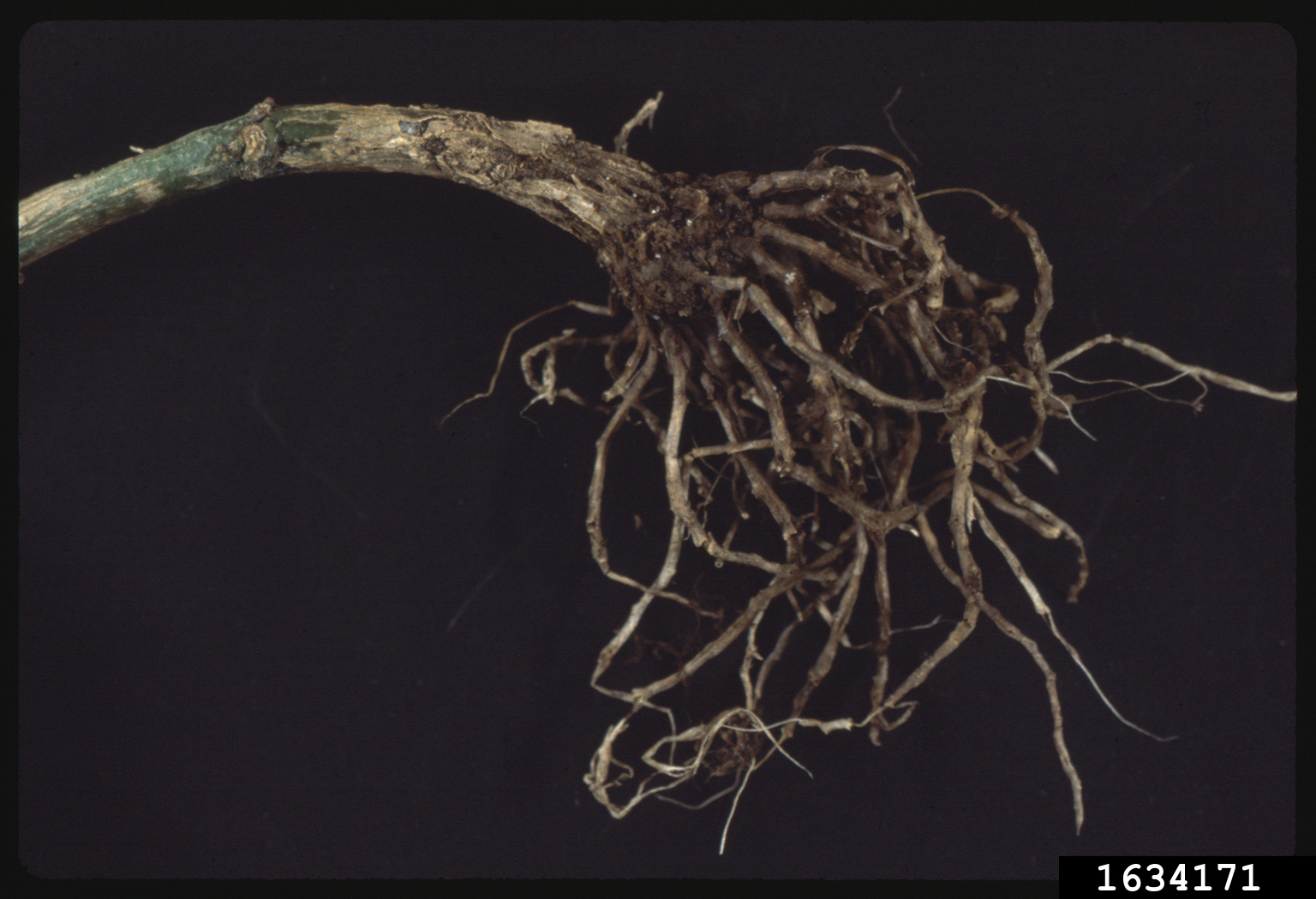 Pythium root and stem rot (Pythium aphanidermatum (Edson) Fitzp.)