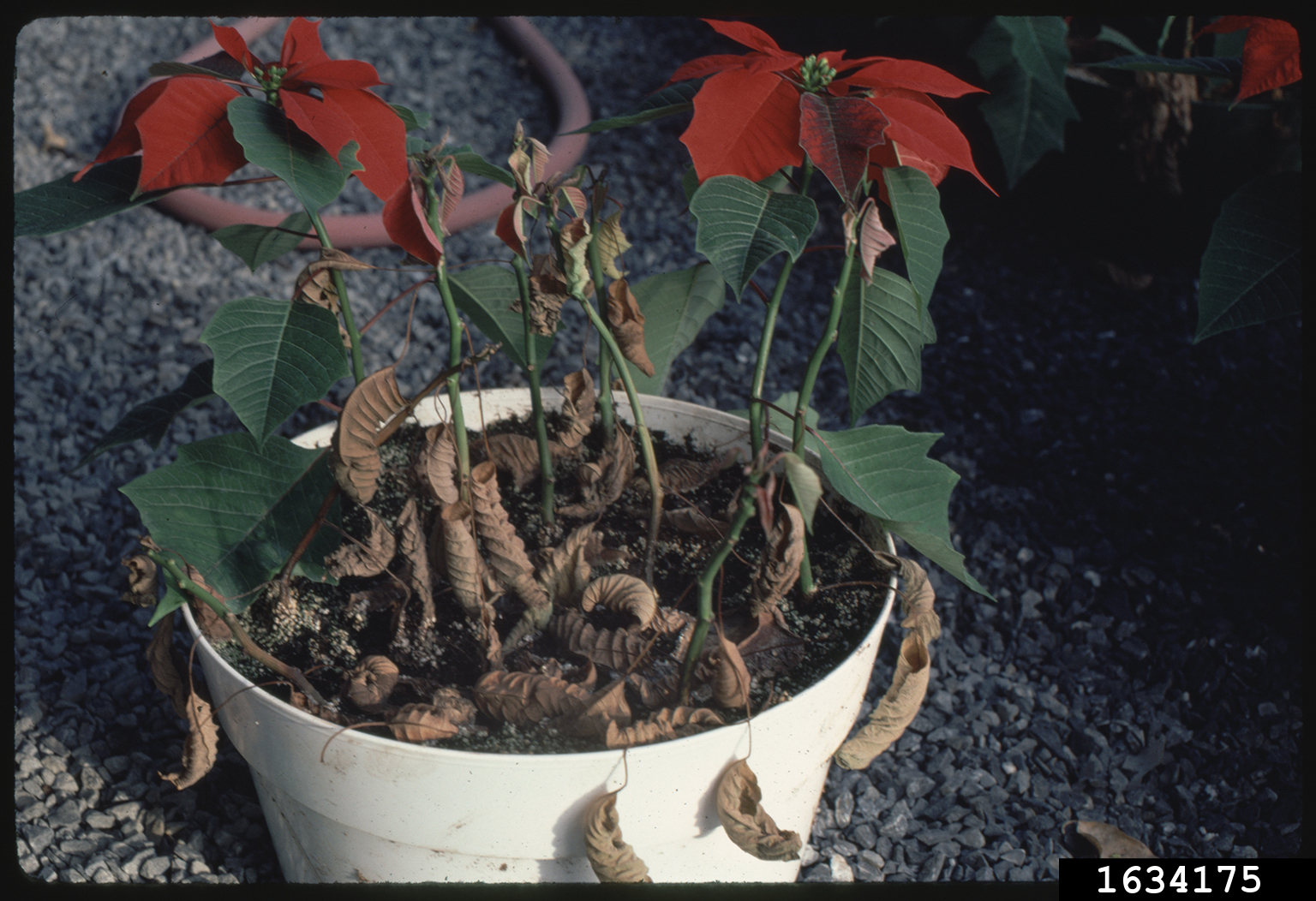 Pythium root and stem rot (Pythium aphanidermatum)