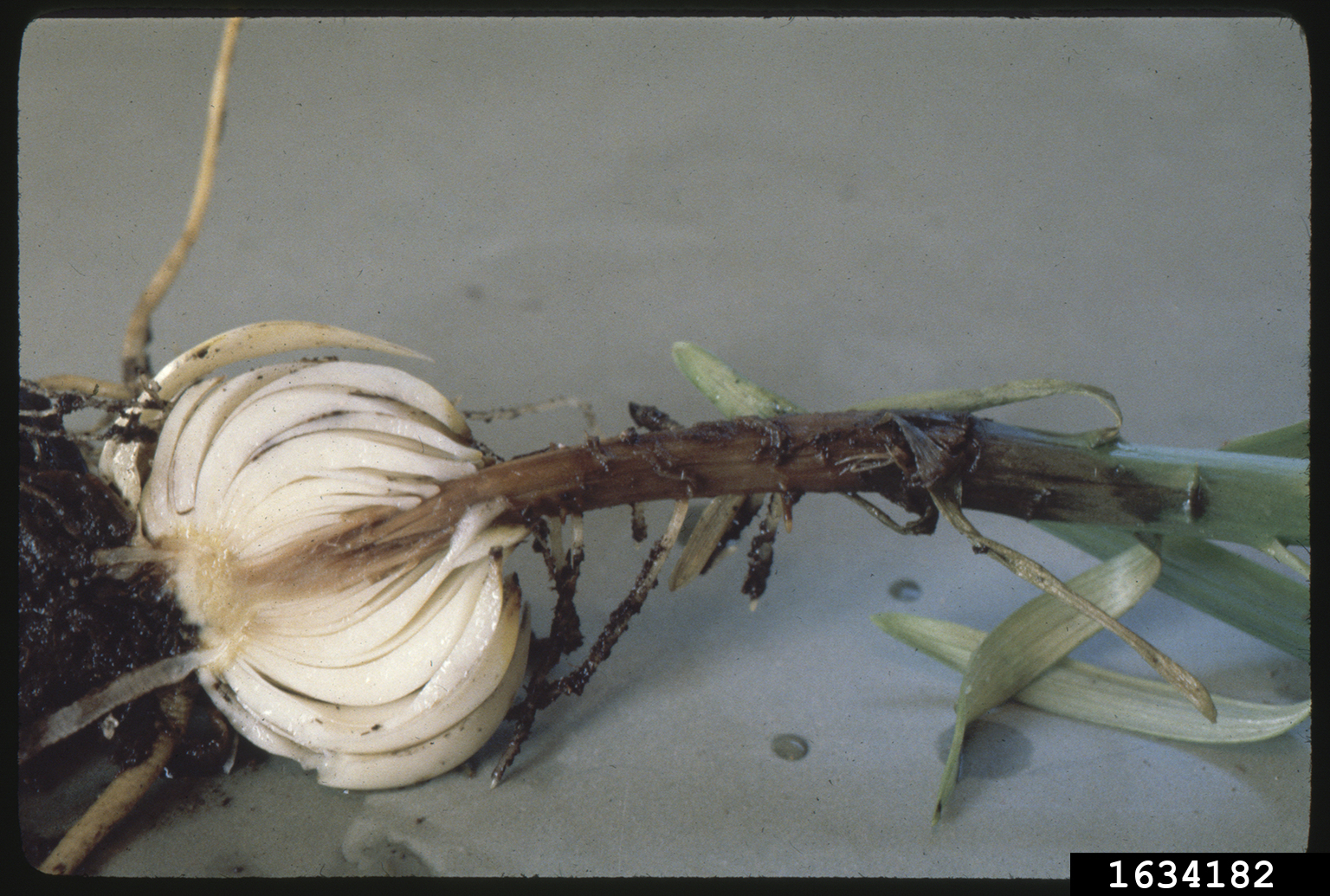 root rot/damping off (Genus Rhizoctonia DC.)