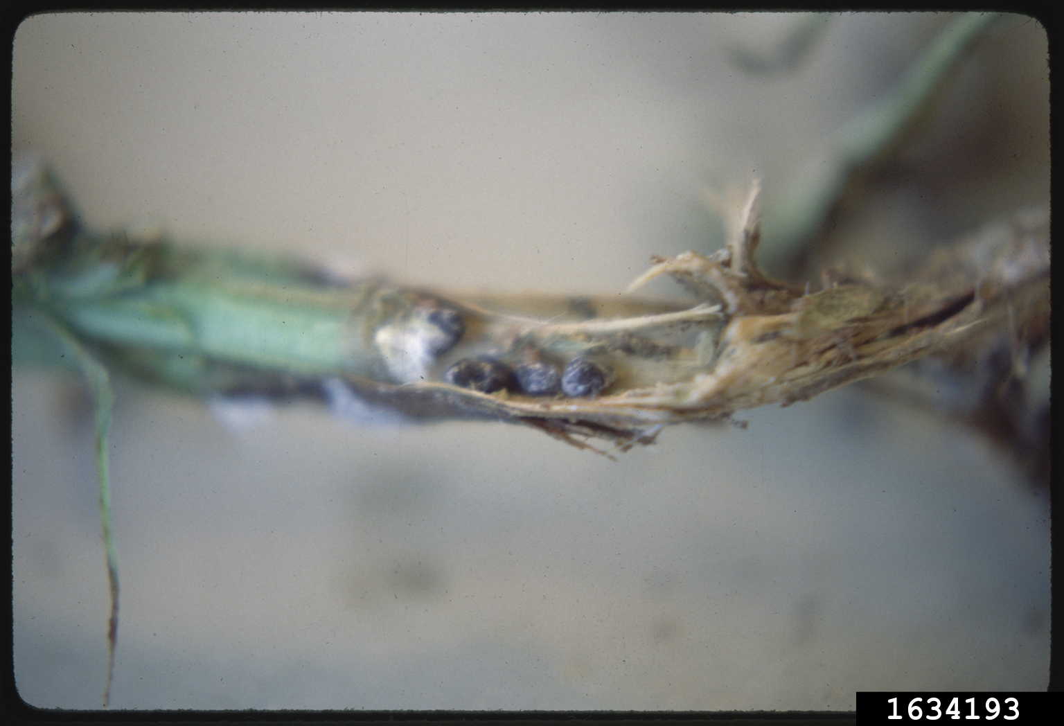 Sclerotinia timber rot (Sclerotinia sclerotiorum)