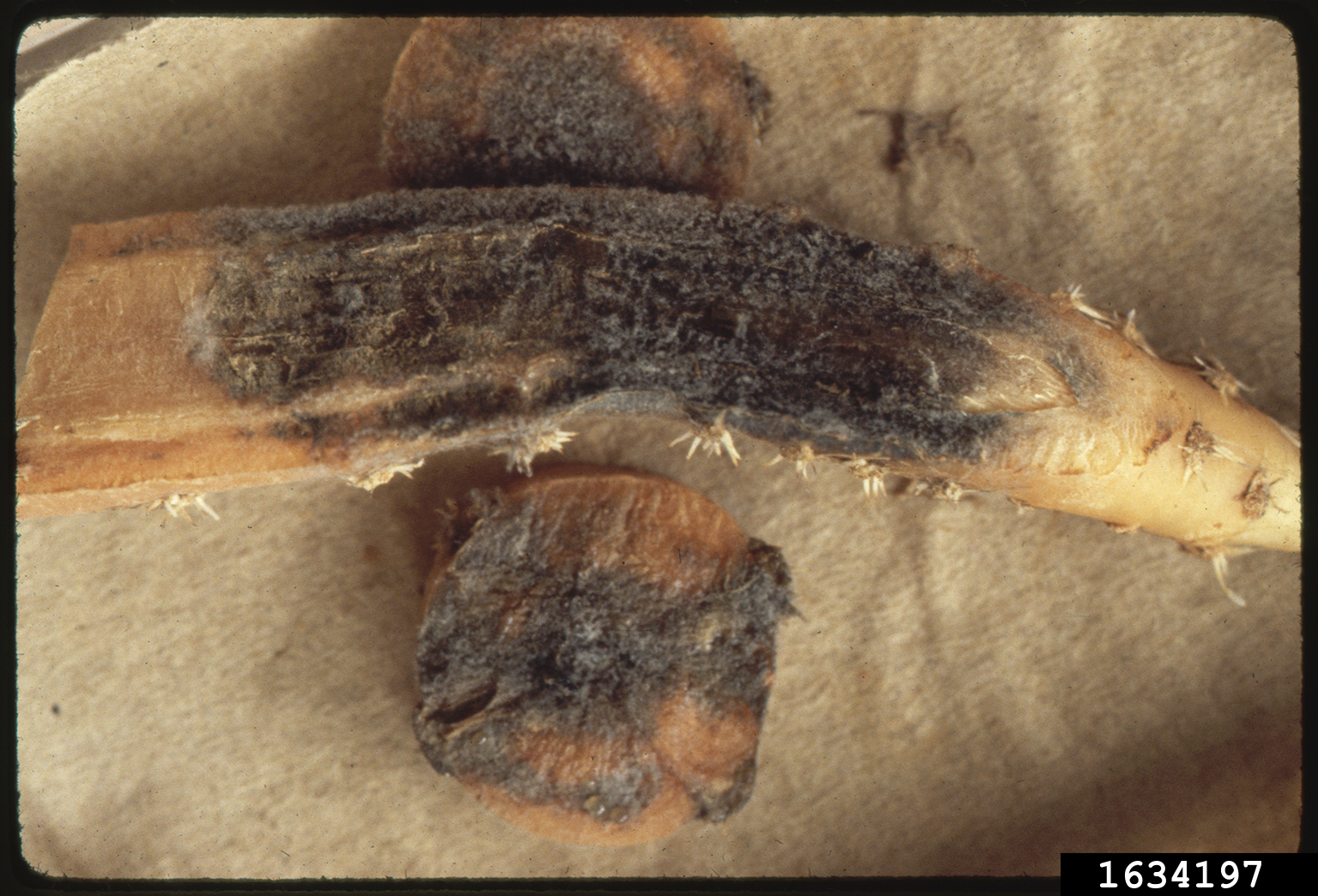 black root rot (Thielaviopsis basicola)