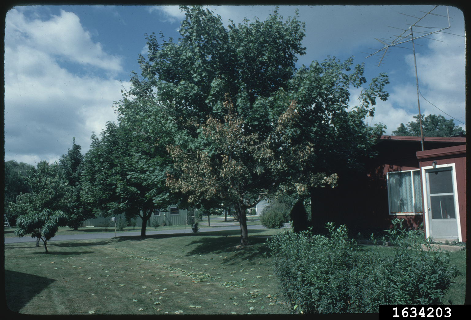 Verticillium wilt (Verticillium dahliae Klebahn)