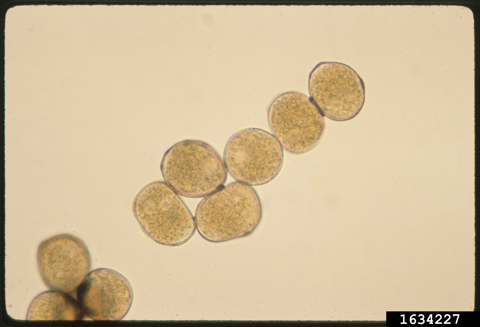 common corn rust (Puccinia sorghi)