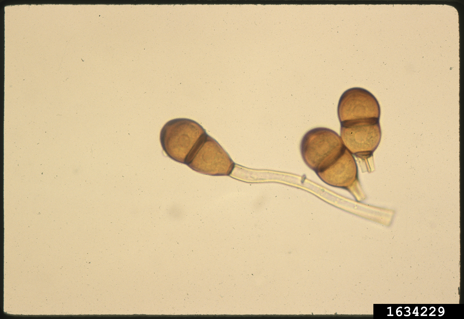 common corn rust (Puccinia sorghi)