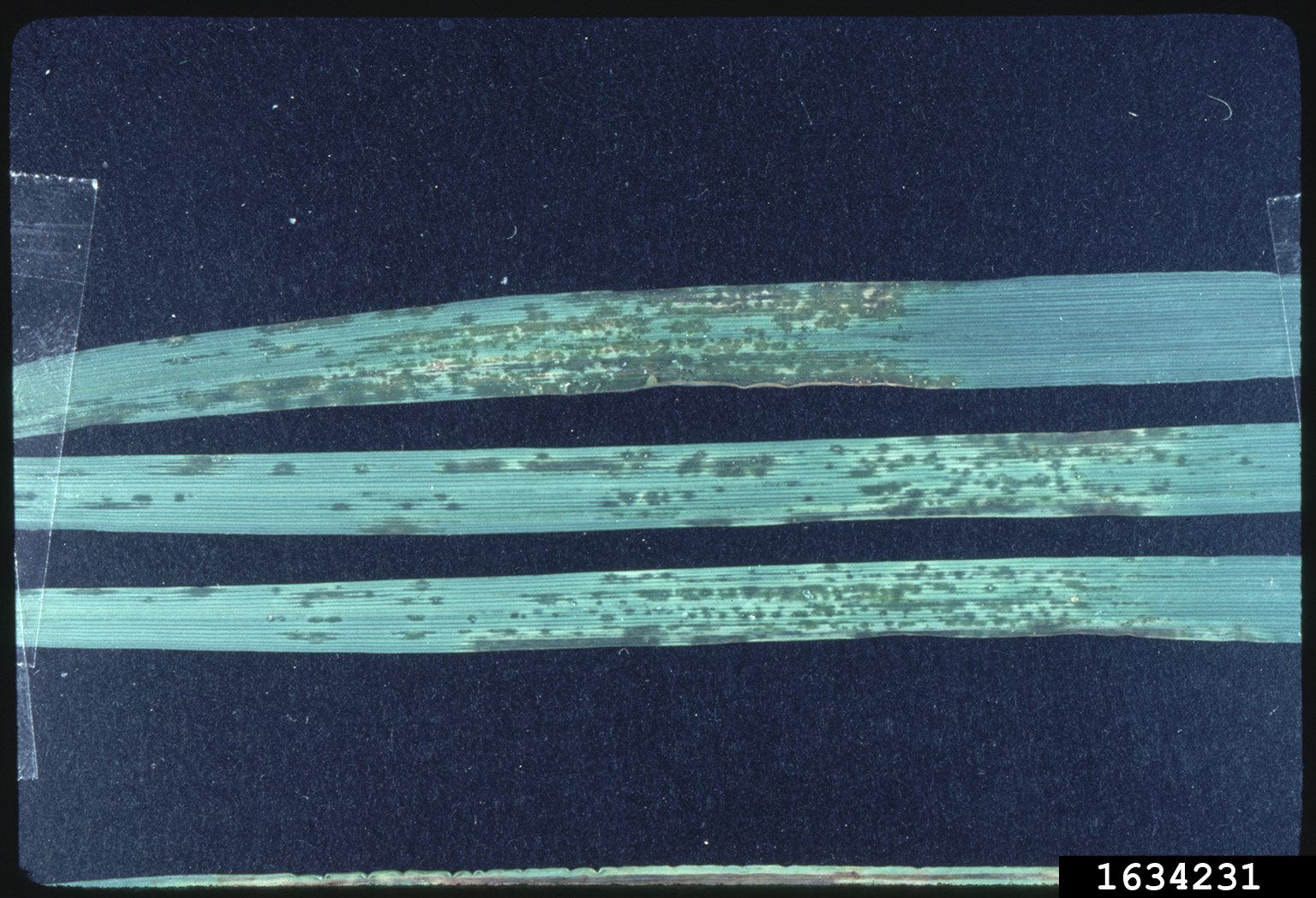 leaf streak/black chaff (Xanthomonas translucens pv. cerealis)