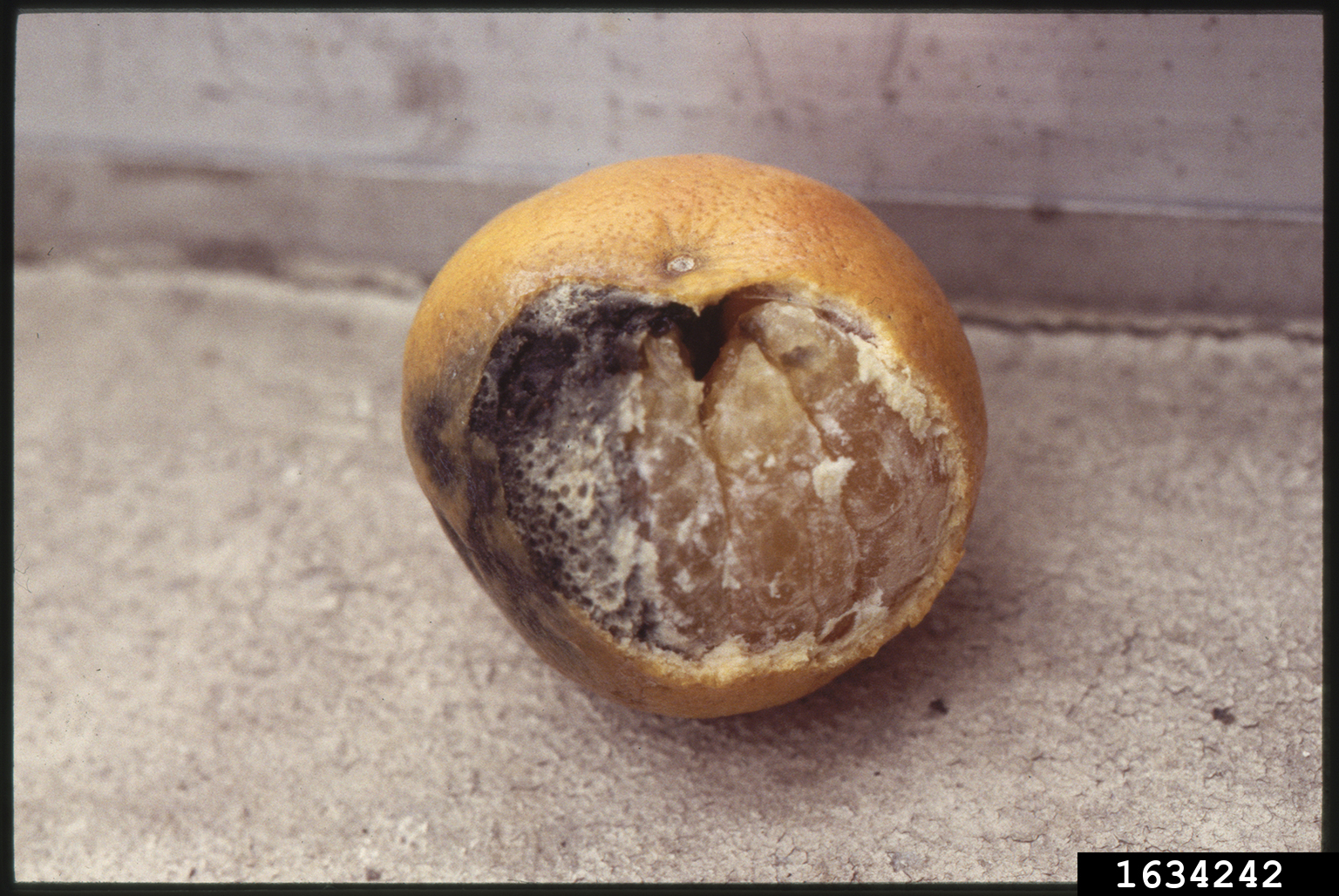 green mold (Penicillium digitatum (Pers.) Sacc.)