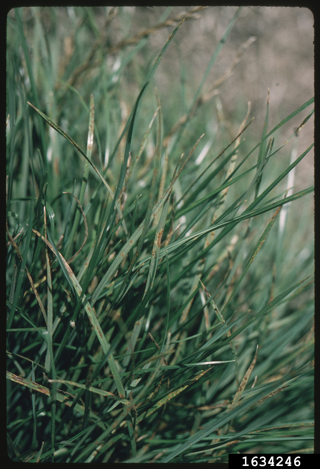 crown rust (Puccinia coronata ) on perennial ryegrass (Lolium perenne ...