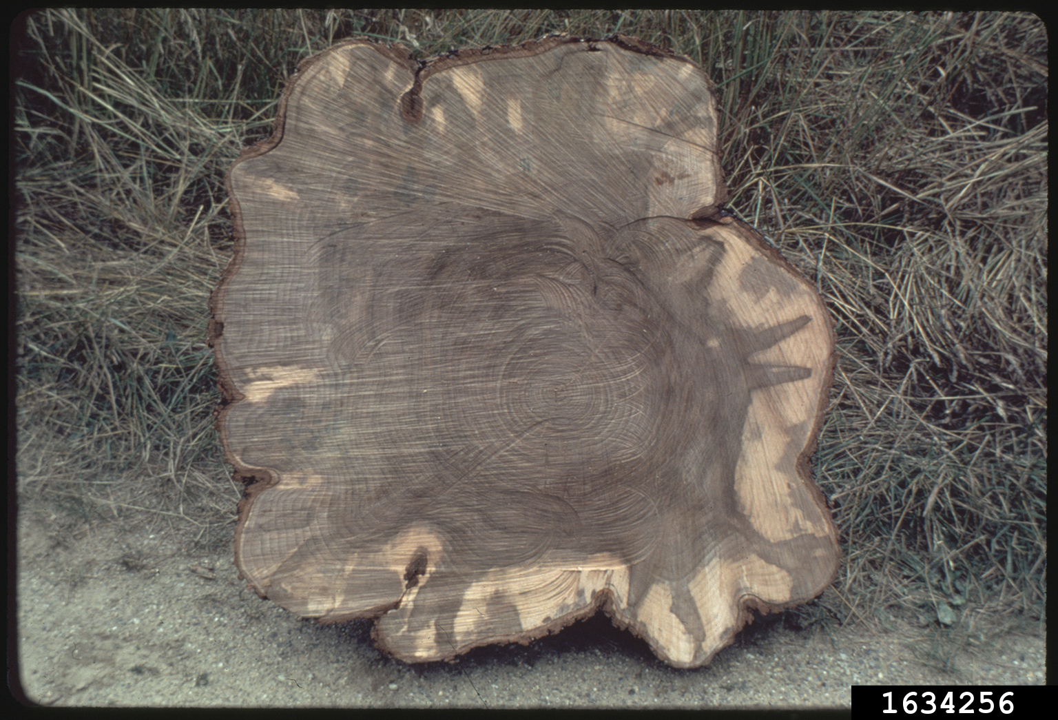 Dutch elm disease (Ophiostoma ulmi (Buisman) Nannf.)