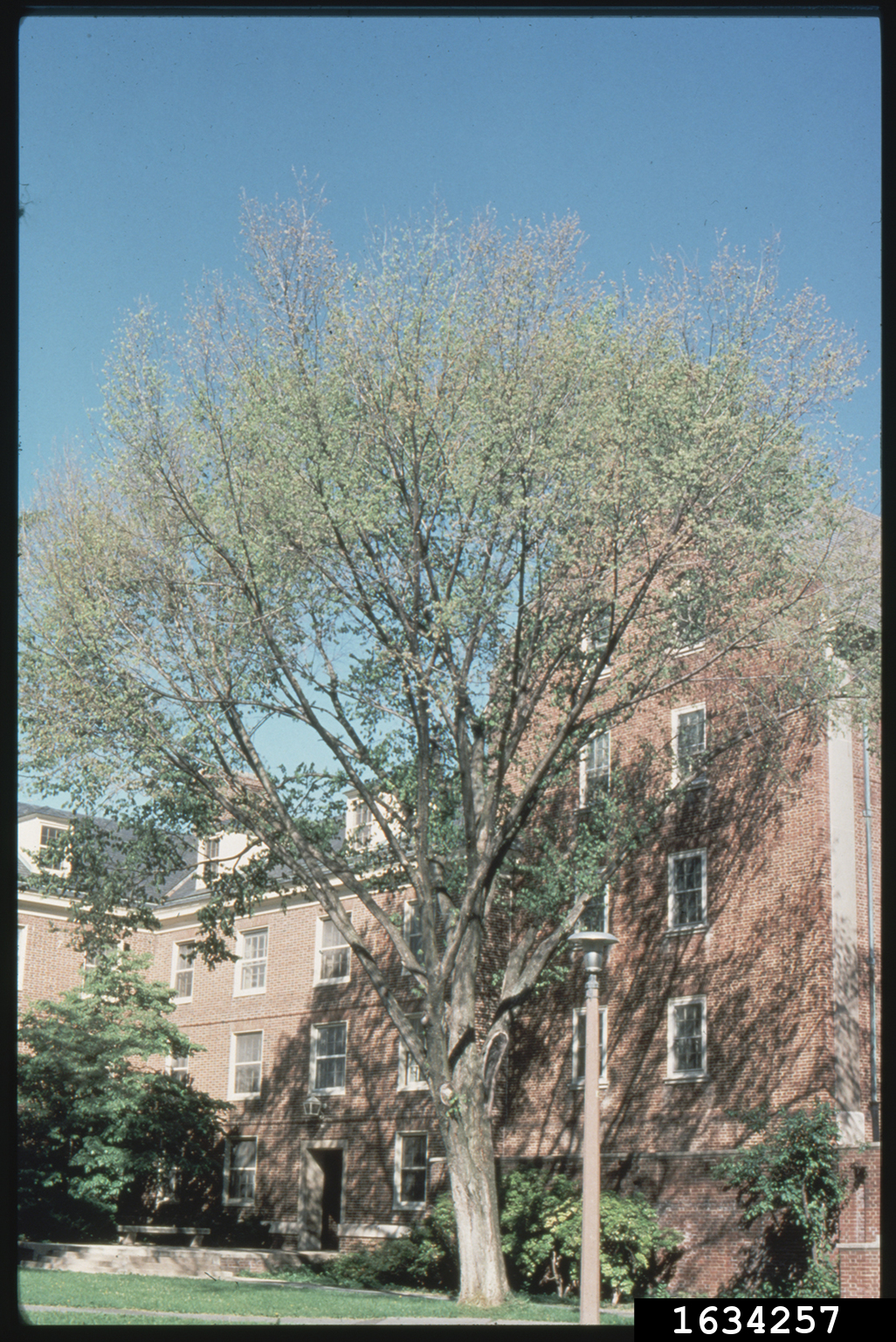 Dutch elm disease (Ophiostoma ulmi ) on elm (Ulmus spp. ) - 1634257