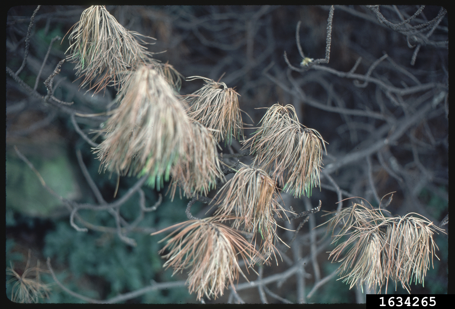 pine wilt nematode (Bursaphelenchus xylophilus)
