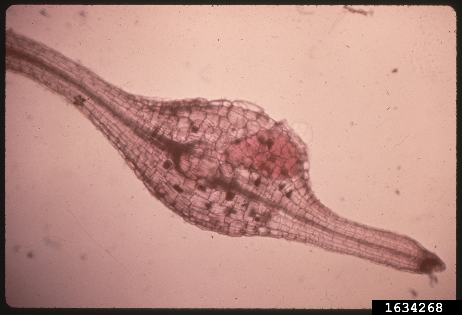 root-knot nematode (Genus Meloidogyne)