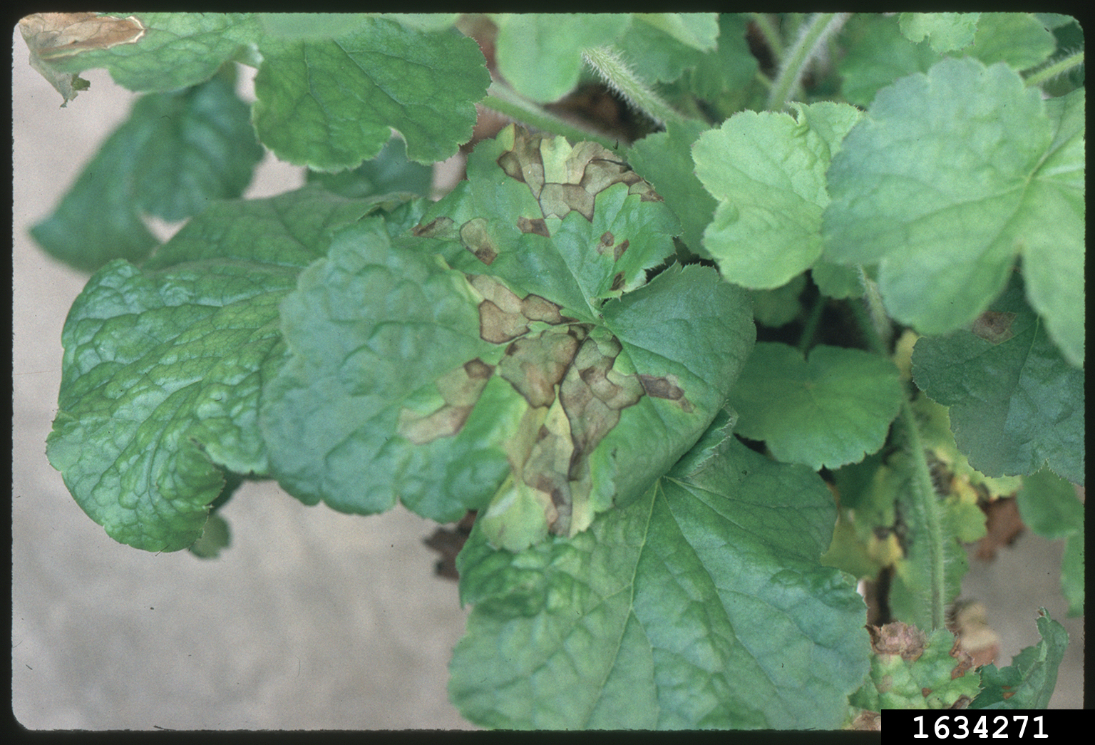 strawberry crimp nematode (Aphelenchoides fragariae (Ritzema - Bos ...