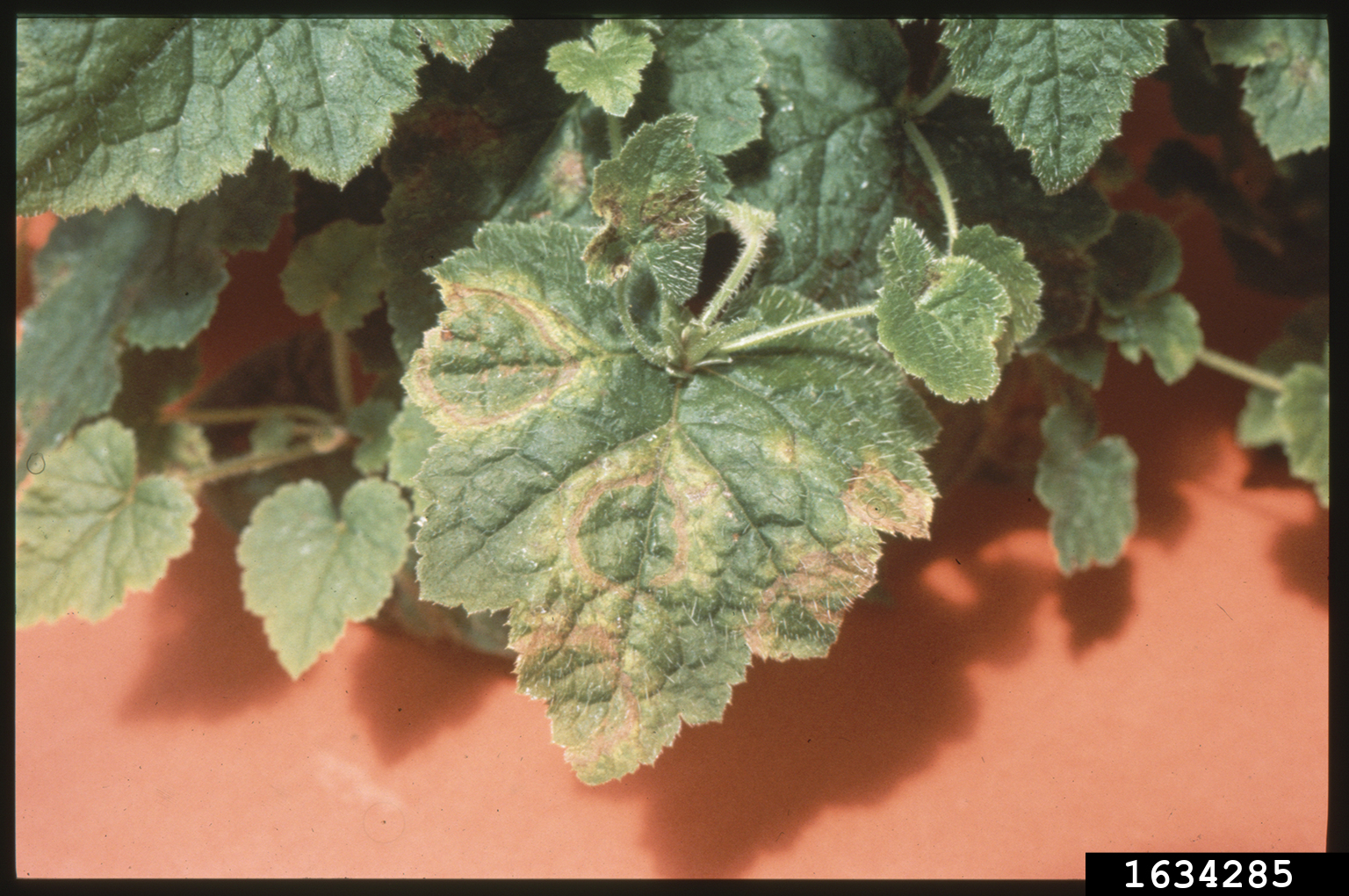 tomato spotted wilt virus (TSWV) (Tospovirus Tomato spotted wilt virus)