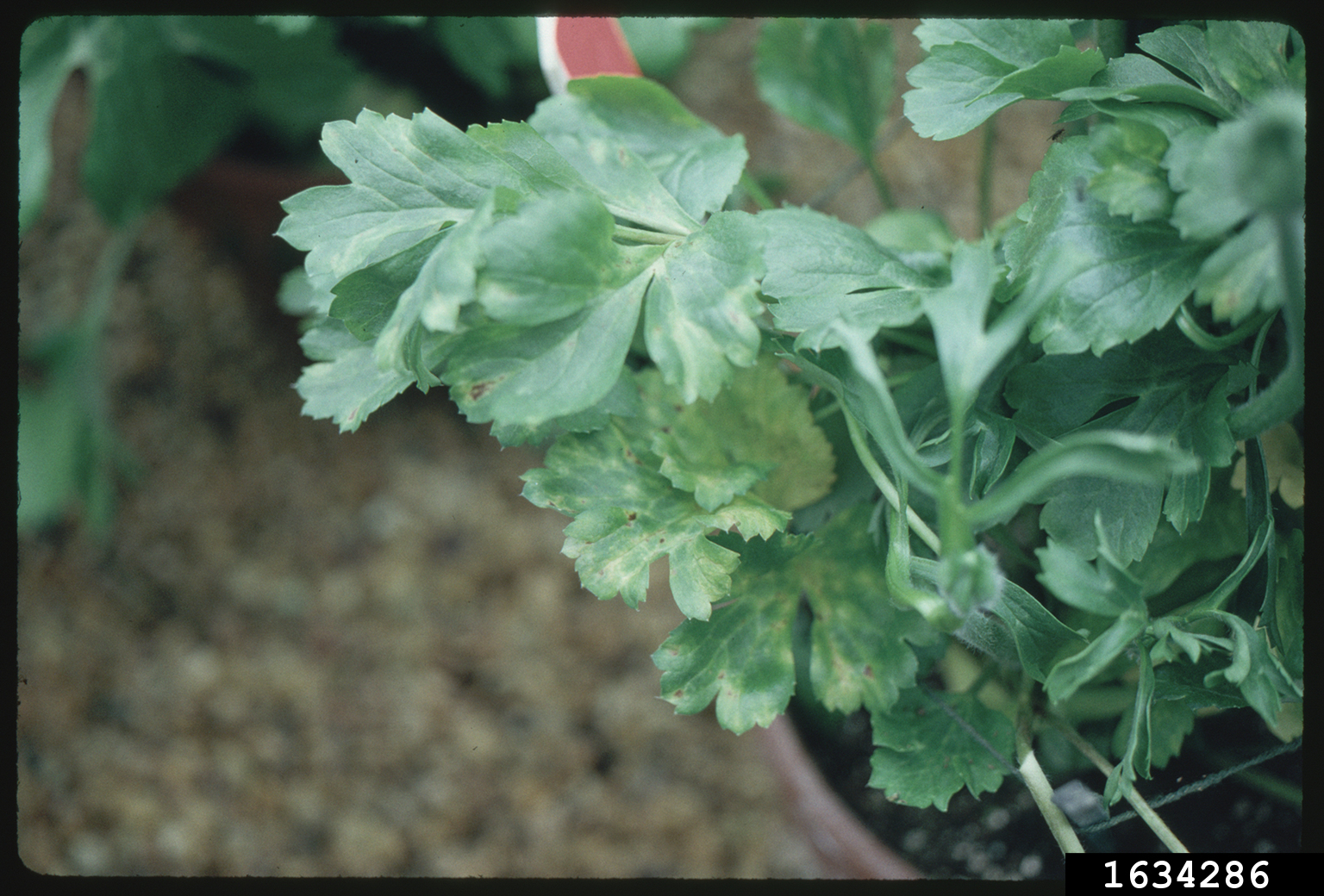 tomato spotted wilt virus (TSWV) (Tospovirus Tomato spotted wilt virus)