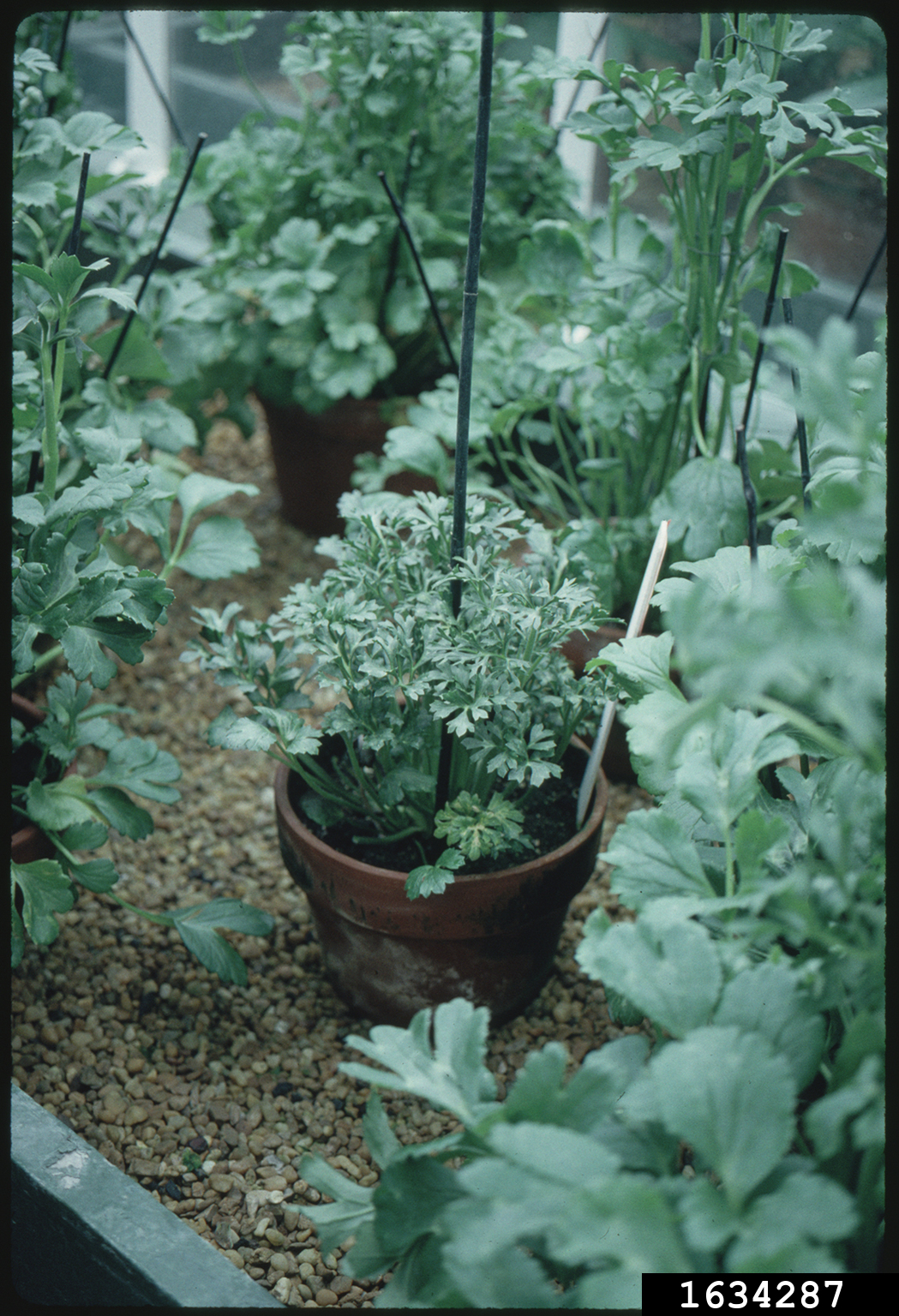 tomato spotted wilt virus (TSWV) (Tospovirus Tomato spotted wilt virus)