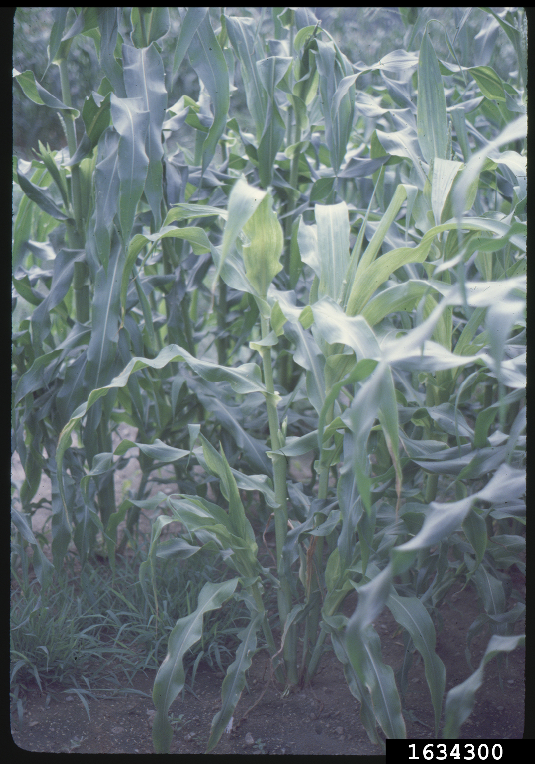 maize dwarf mosaic virus (MDMV) (Potyvirus Maize dwarf mosaic virus)