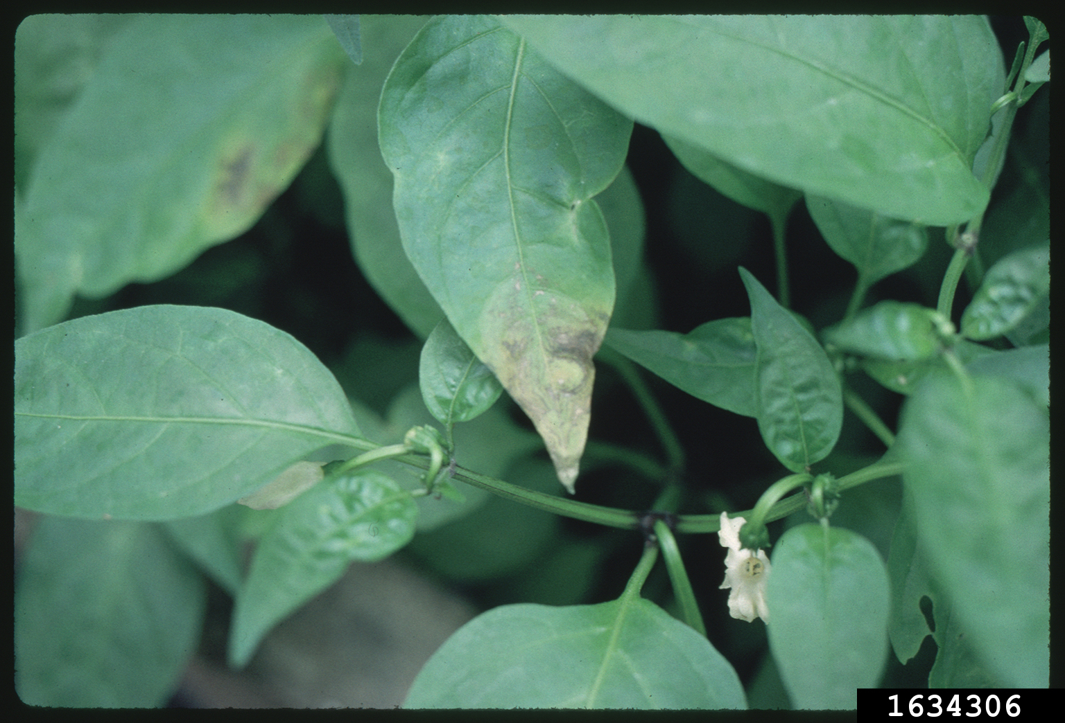 tomato ringspot virus (ToRSV) (Nepovirus Tomato ringspot virus)