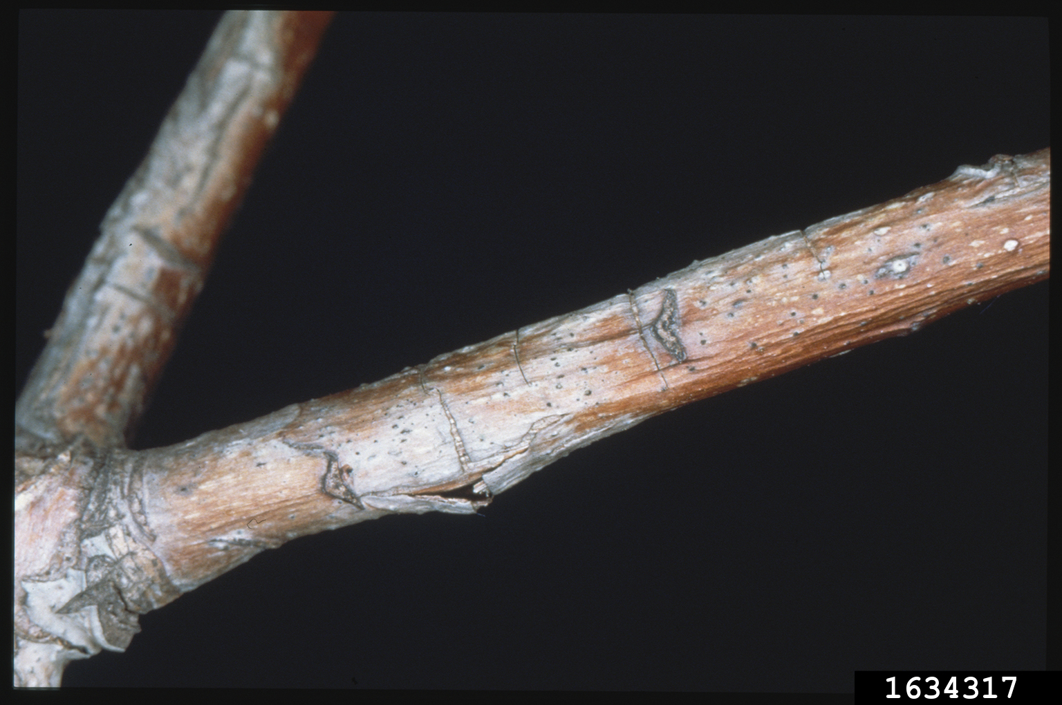 Botryosphaeria ribis (Synonym for Neofusicoccum ribis)