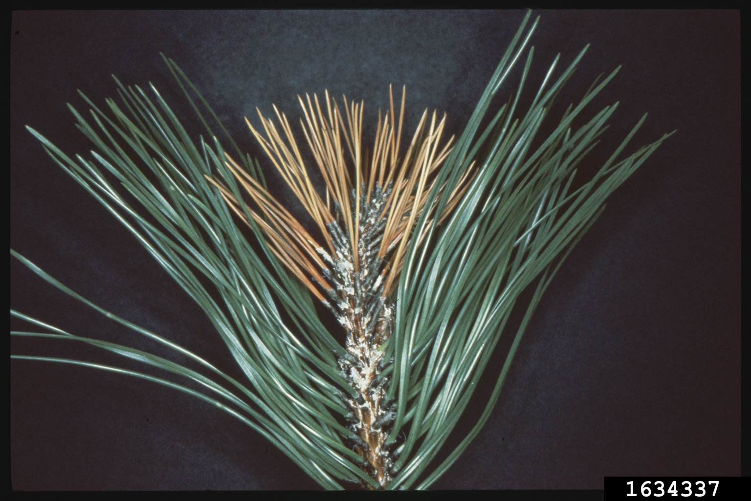 Diplodia blight (Sphaeropsis sapinea)