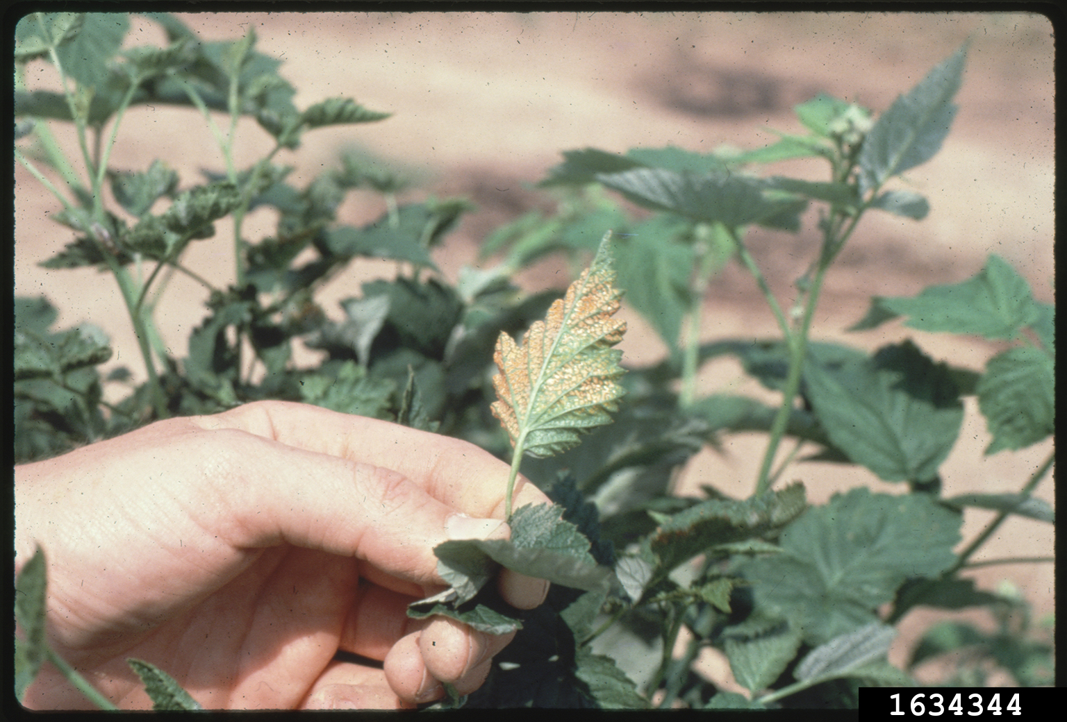 orange rust (Arthuriomyces peckianus)