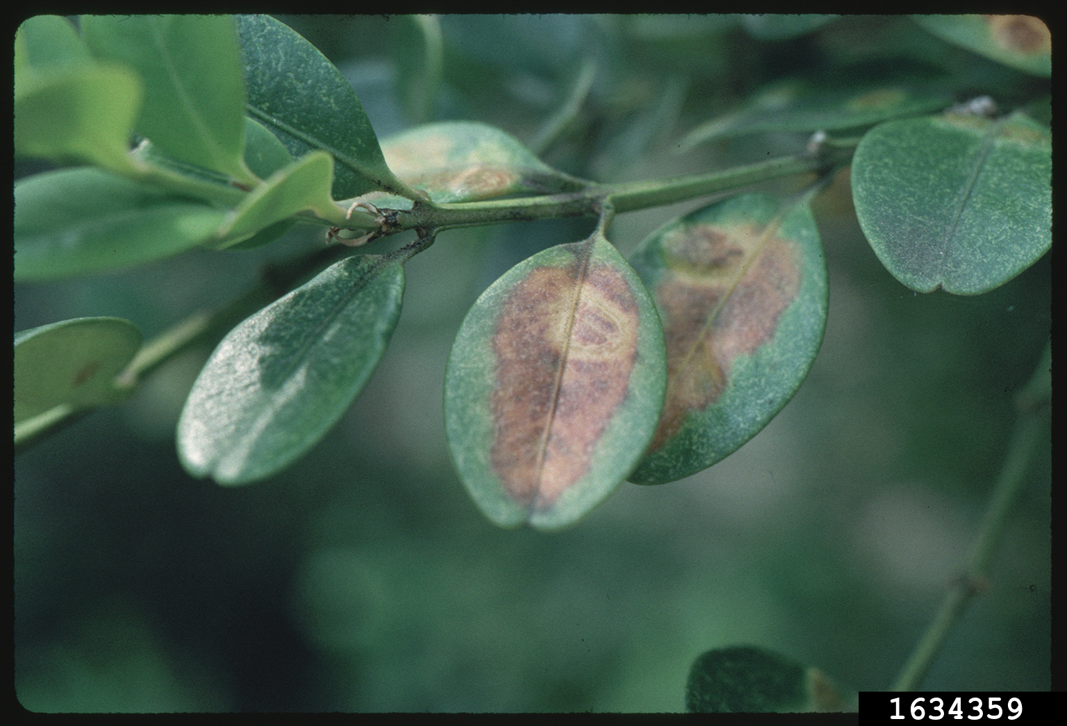 boxwood leafminer (Monarthropalpus flavus)
