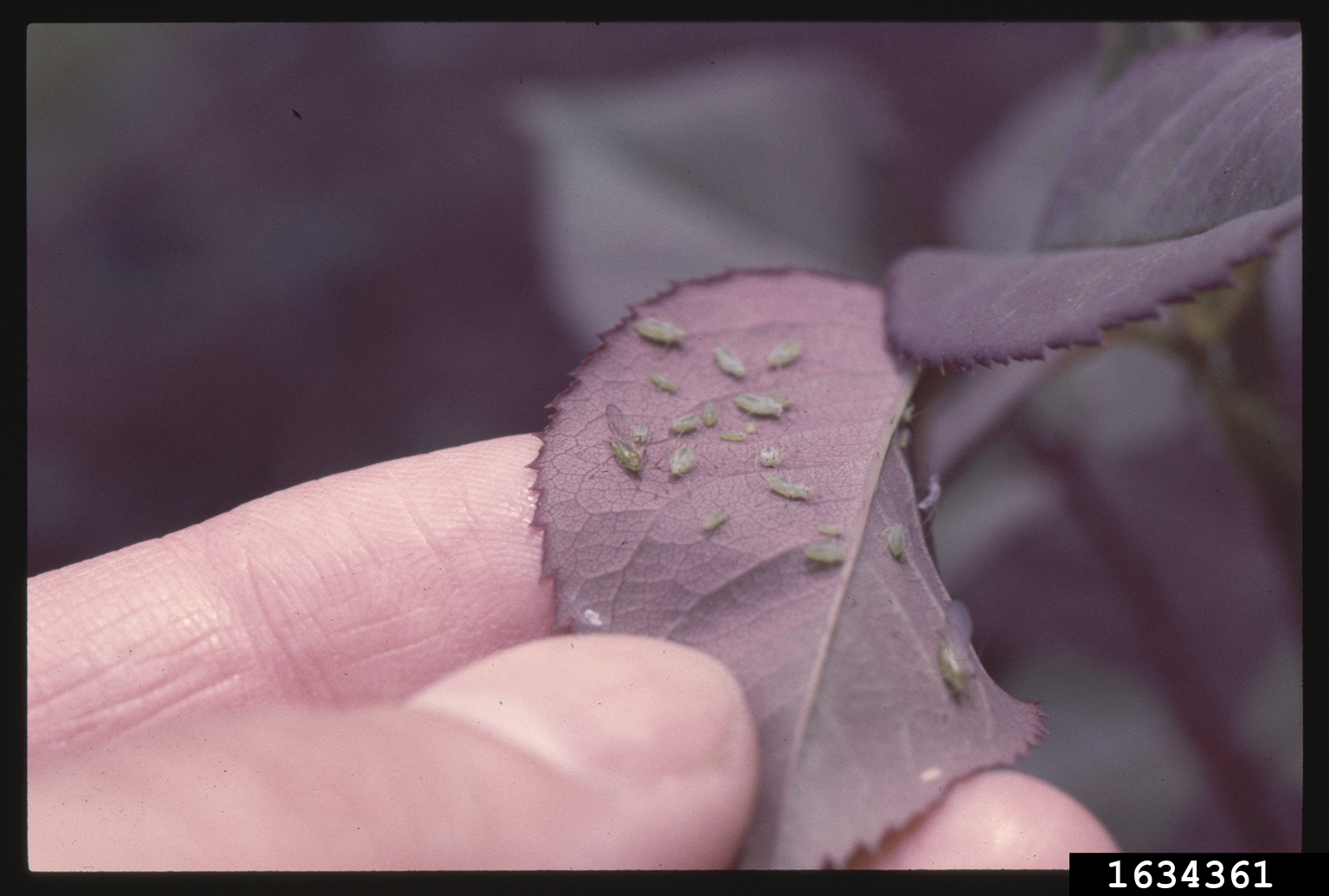 aphids (Genus Aphis Linnaeus, 1758)