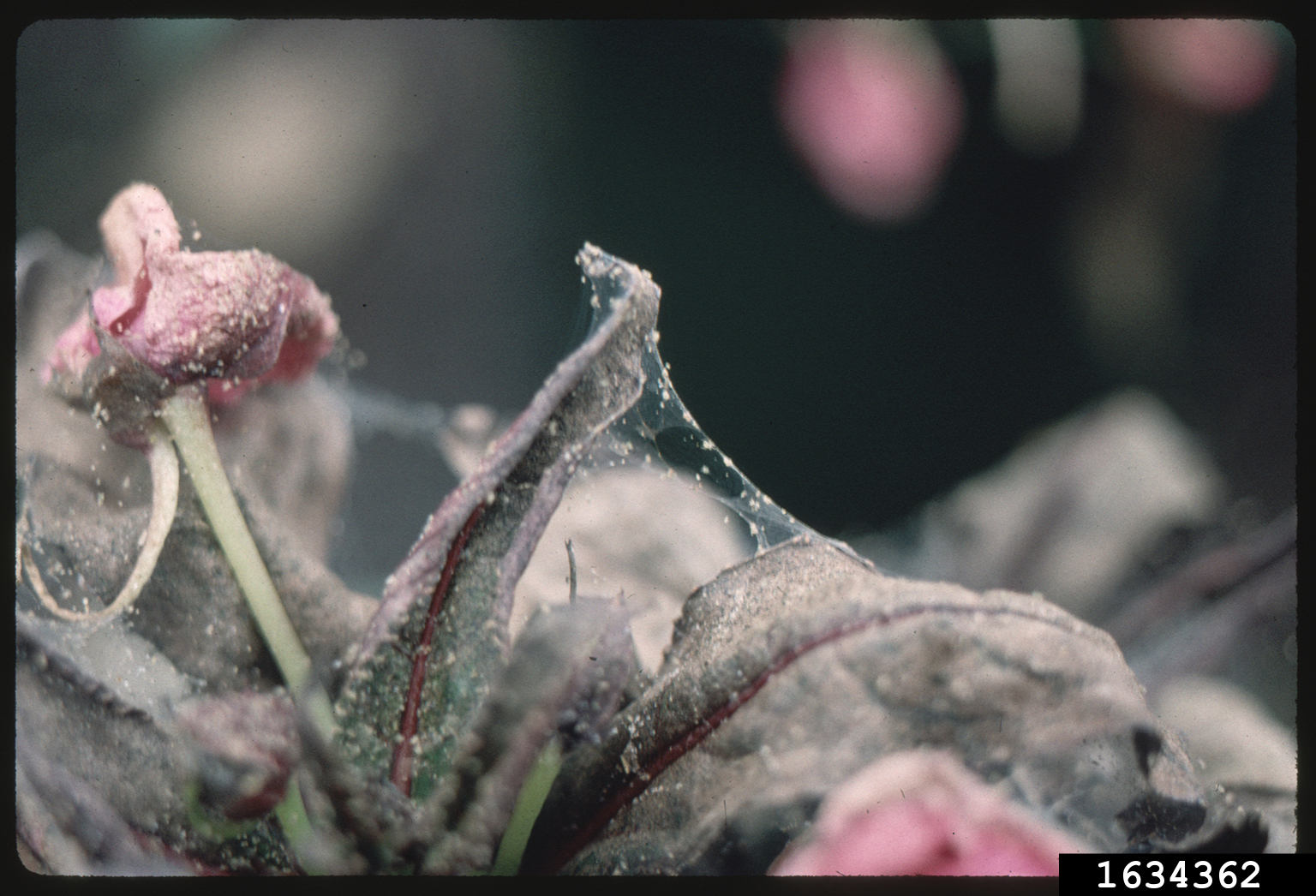 spider mites (Genus Tetranychus Dufour)