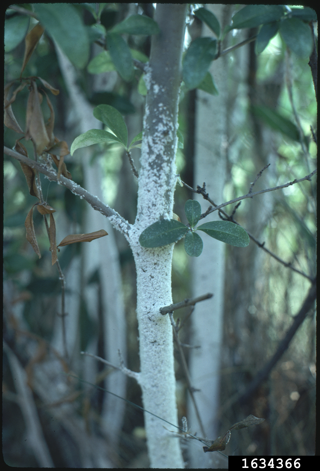 oystershell scale (Lepidosaphes ulmi ) on privet (Ligustrum spp ...