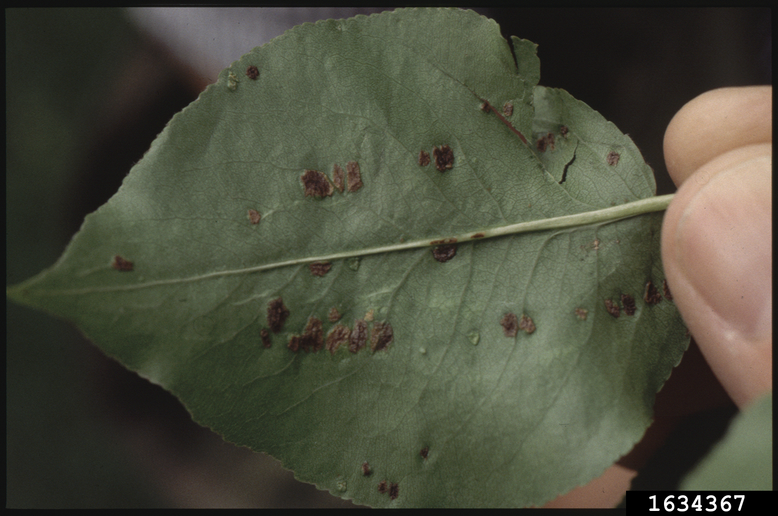 pearleaf blister mite (Eriophyes pyri)