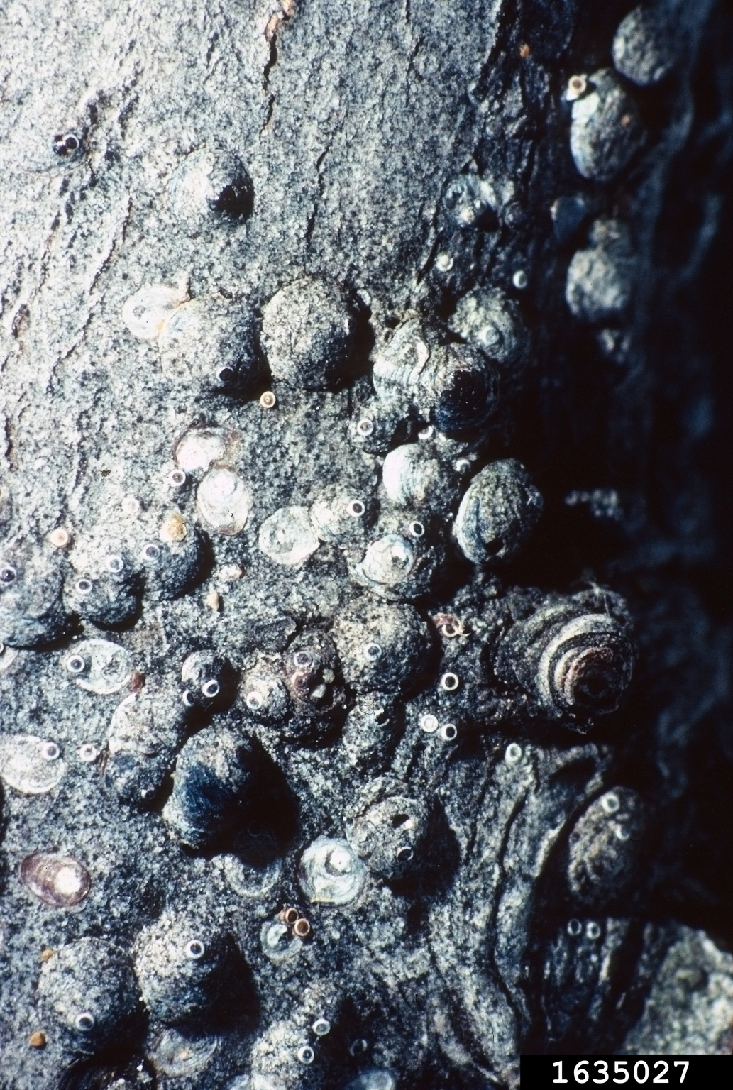 gloomy scale (Melanaspis tenebricosa)