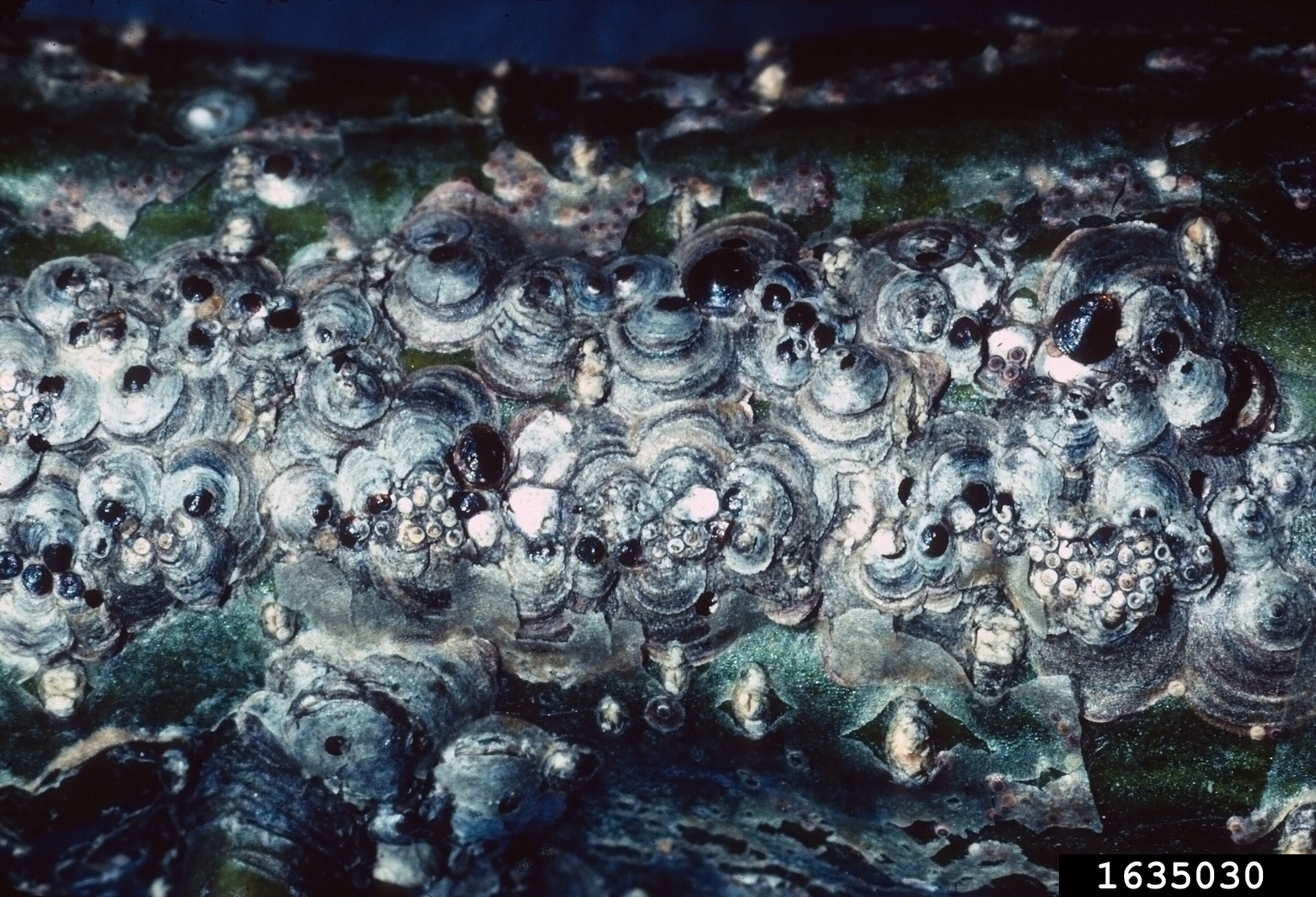 obscure scale (Melanaspis obscura (Comstock))