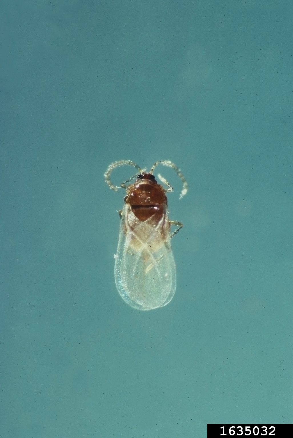 obscure scale (Melanaspis obscura (Comstock))