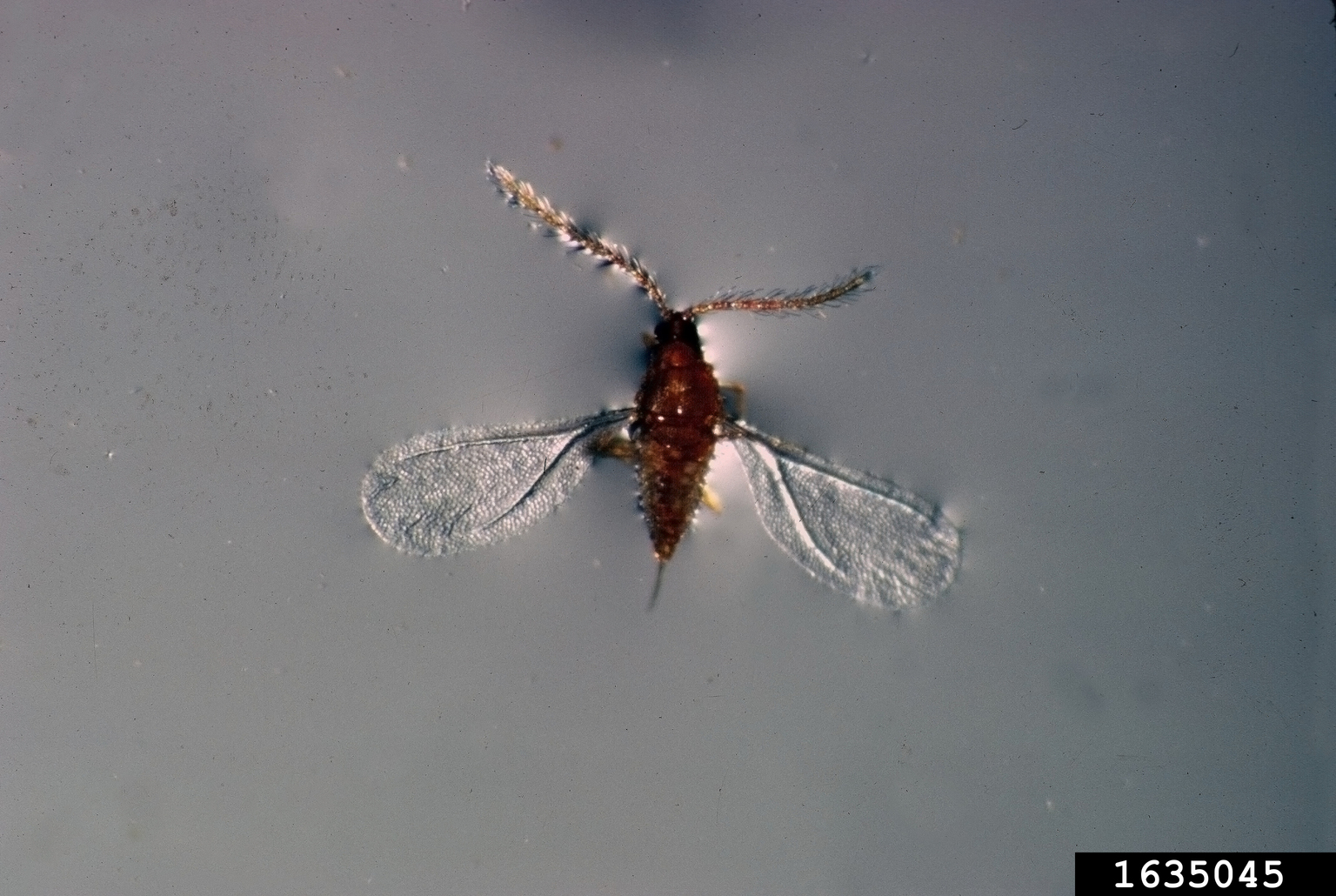 white peach scale (Pseudaulacaspis pentagona)