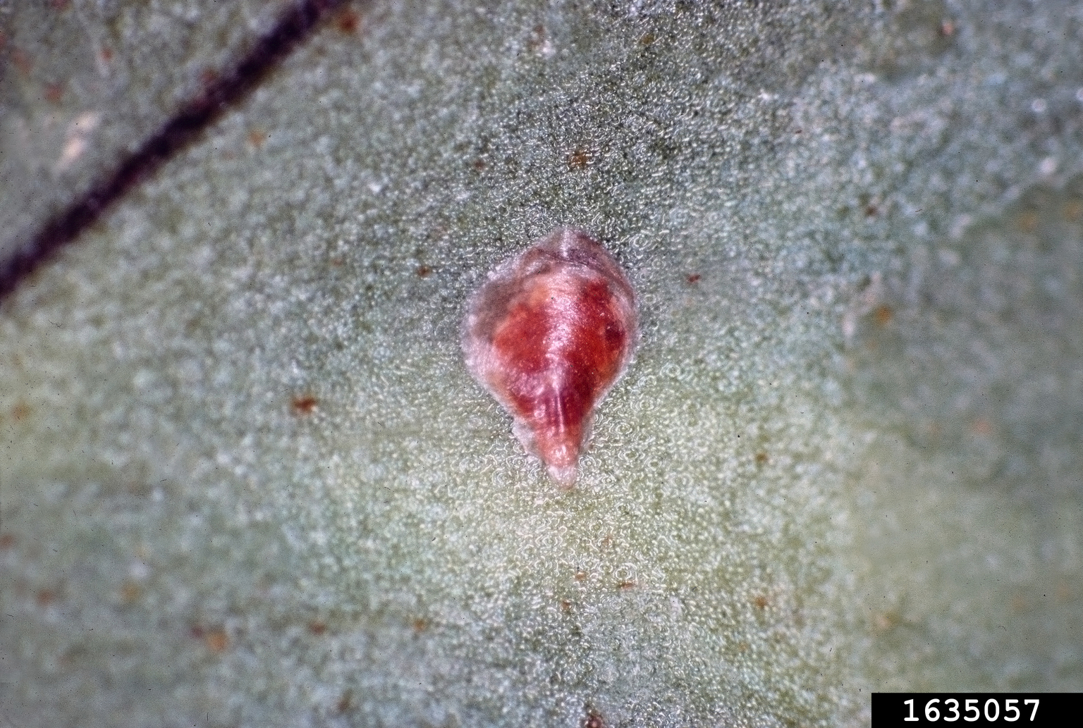 fern scale, Pinnaspis aspidistrae (Hemiptera: Diaspididae) - 1635057