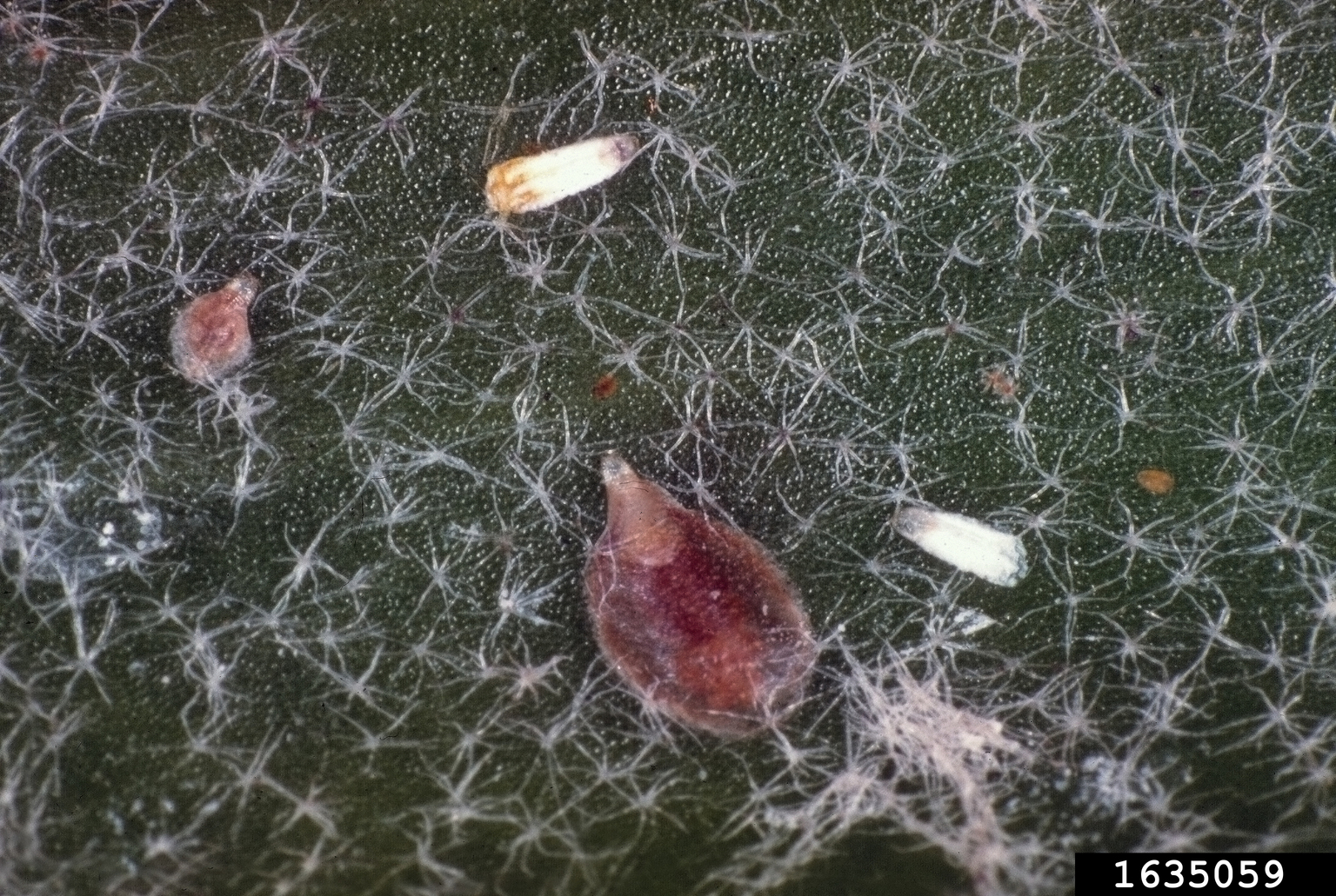 fern scale (Pinnaspis aspidistrae)